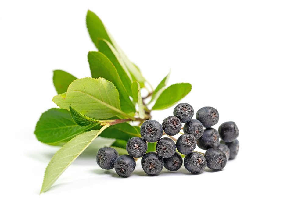 Aroniabeeren verarbeiten: Rezepte für frische & getrocknete Aroniabeeren