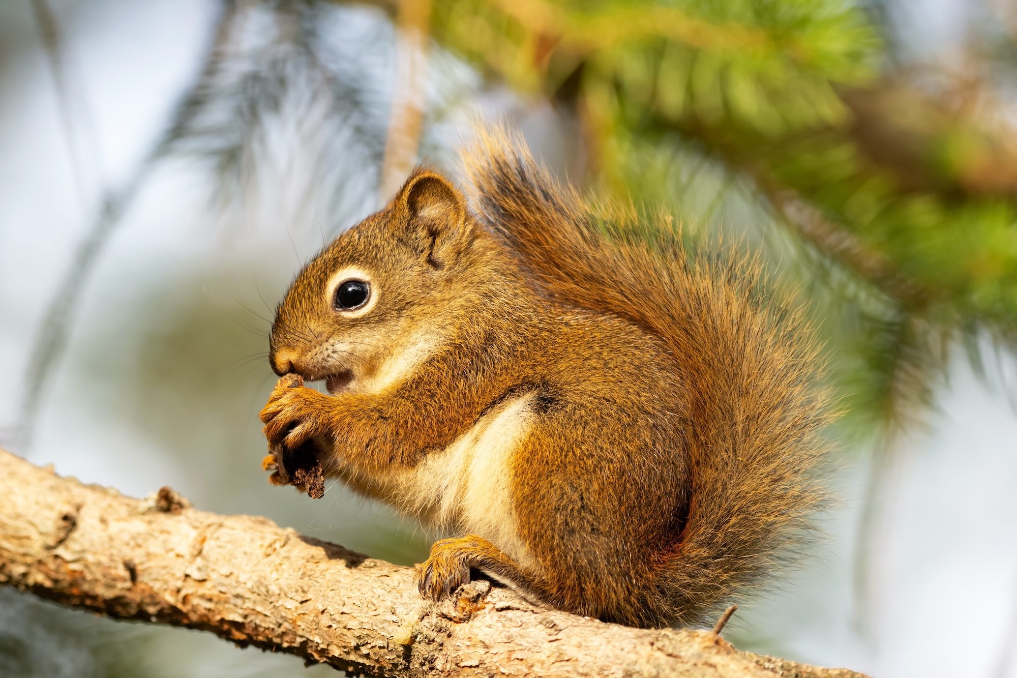 Eichhörnchen füttern: Mit 7 Tipps Nahrung bereitstellen