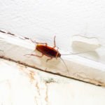 Kafer Im Haus