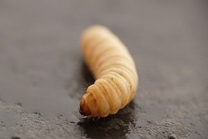 Weisse Maden In Der Wohnung
