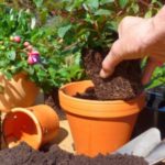 Pflanzen umtopfen: Zeitpunkt, Erde & Anleitung zum Umtopfen